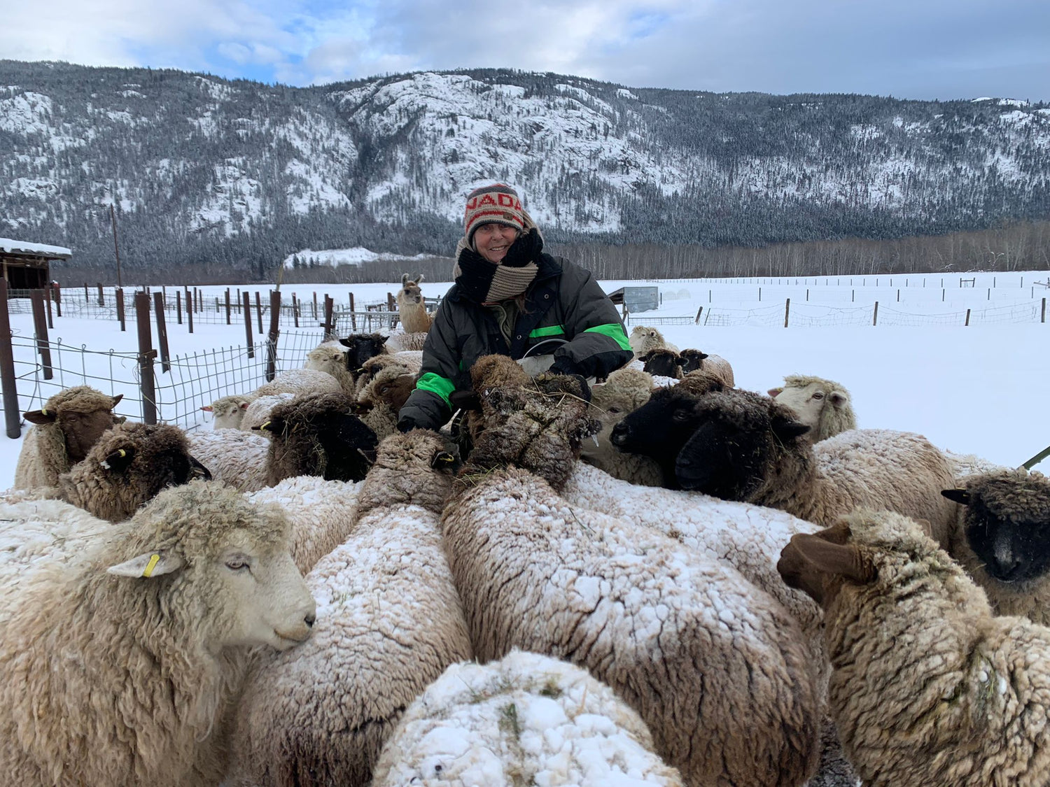 Certified 100% Canadian Grown & Milled Wool – Disdero Ranch