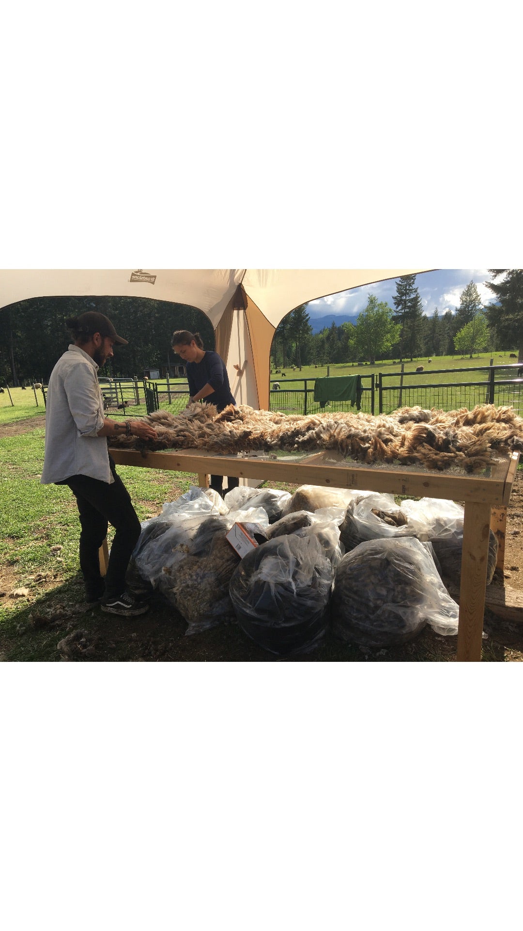Certified 100% Canadian Grown & Milled Wool – Disdero Ranch